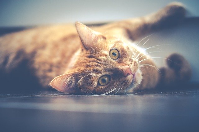 How to Keep a House Clean with Cat | Why Bother Cleaning